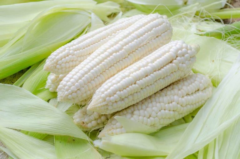 Complete List of White Vegetables