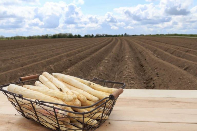 Complete List of White Vegetables