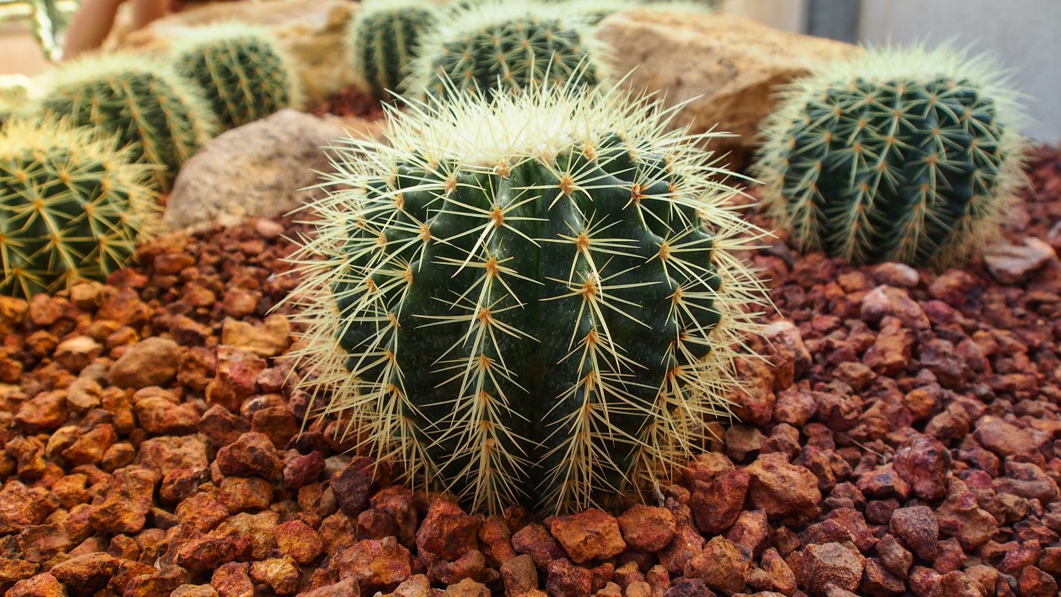 32 Types of Cacti with Pictures