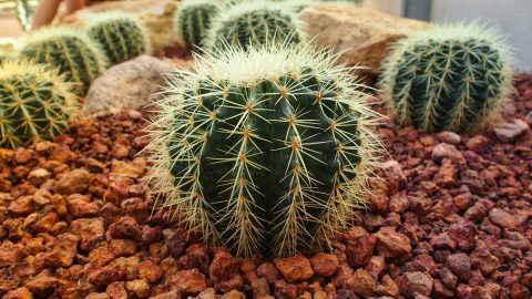 32 Types of Cacti with Pictures