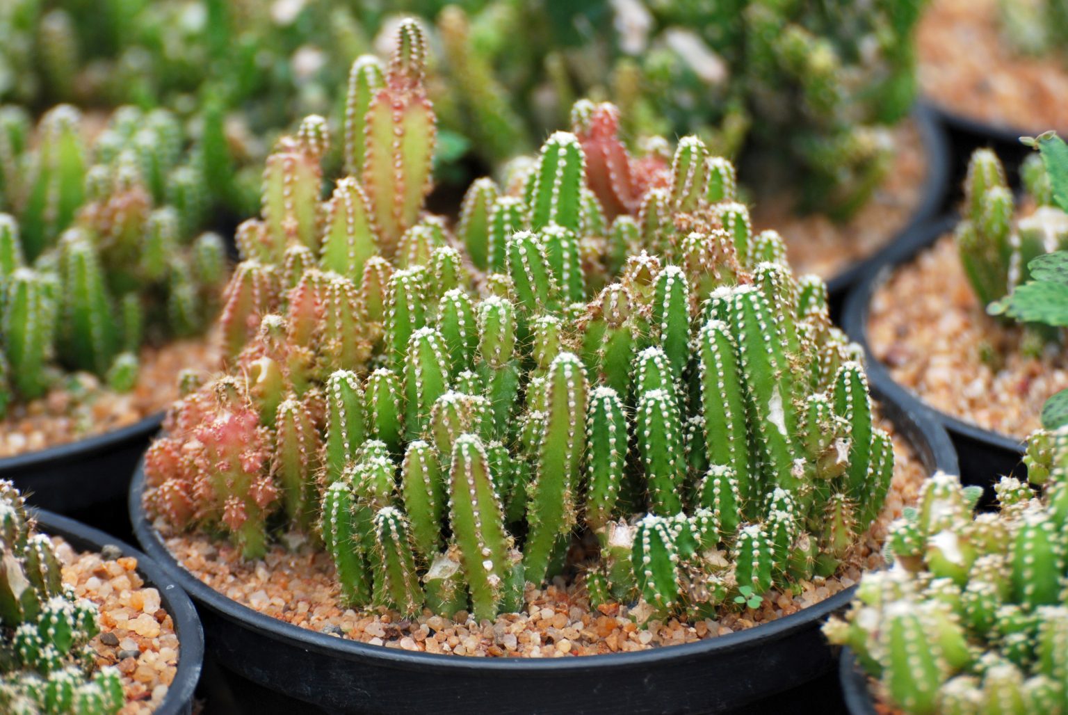 32 Types of Cacti with Pictures