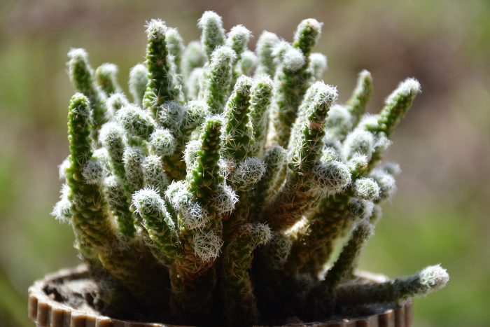 32 Types of Cacti with Pictures