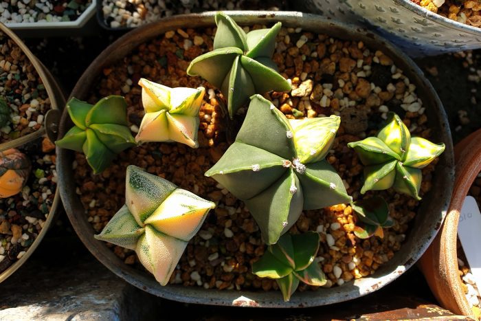 32 Types of Cacti with Pictures