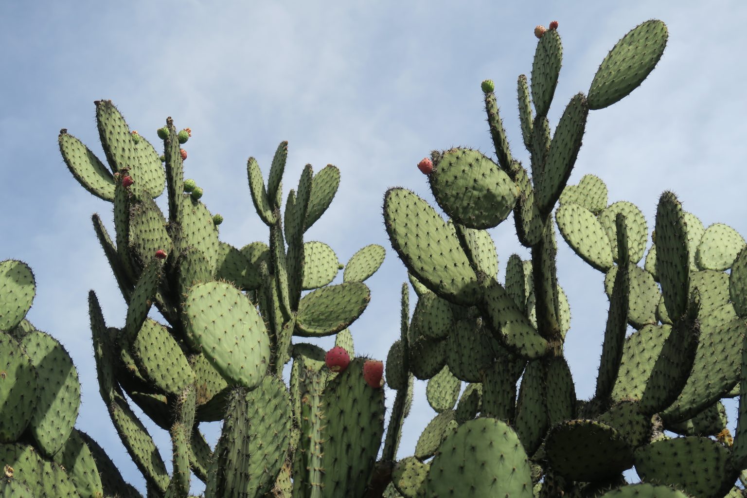 32 Types of Cacti with Pictures