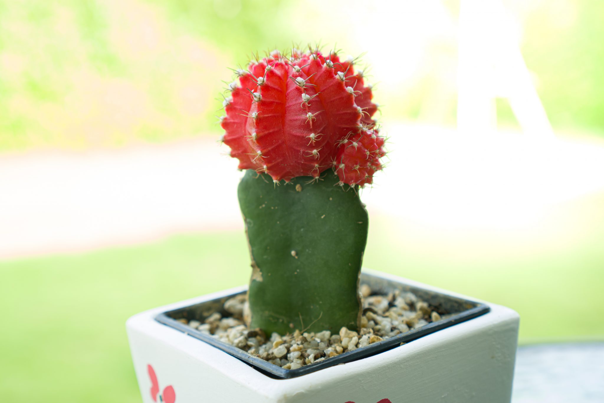 32 Types of Cacti with Pictures