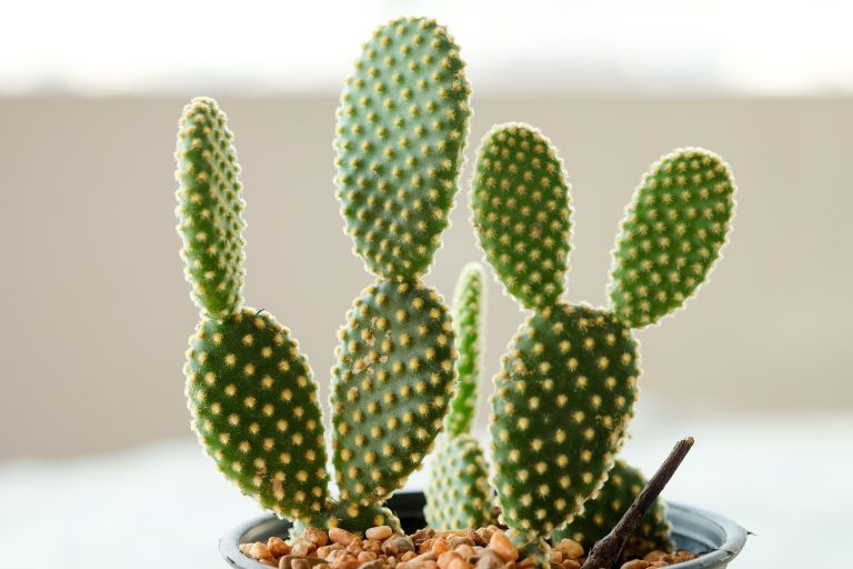 32 Types of Cacti with Pictures