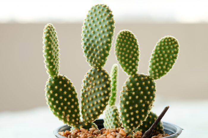 32 Types of Cacti with Pictures