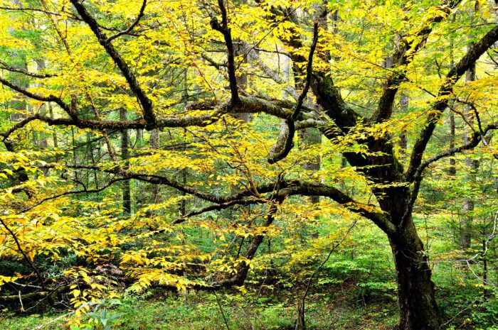80 Types of Trees with Pictures