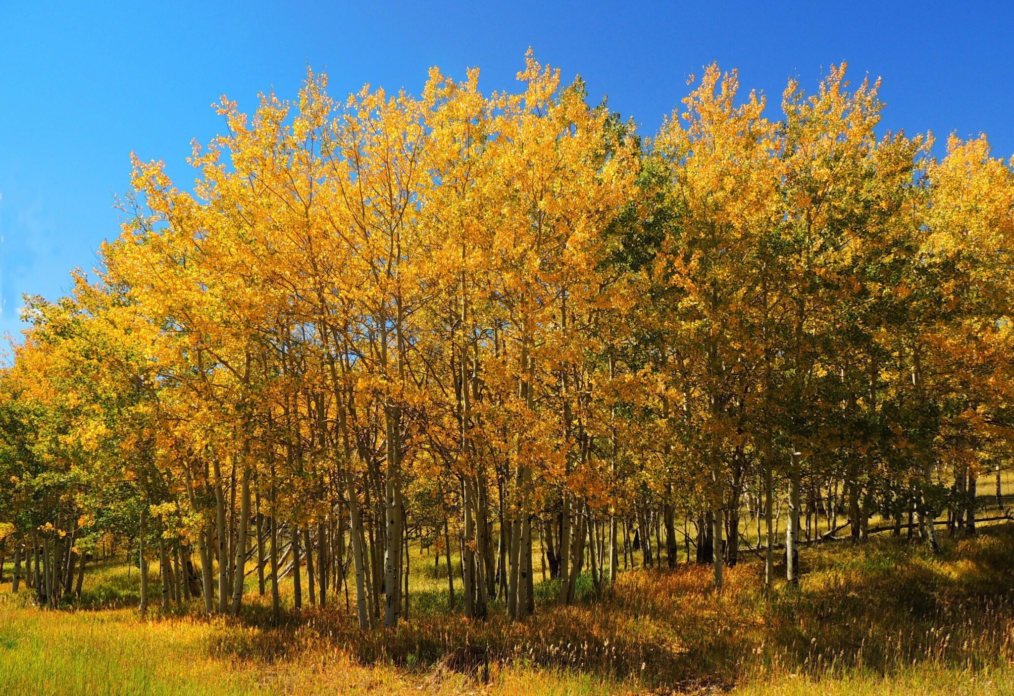 80 Types of Trees with Pictures