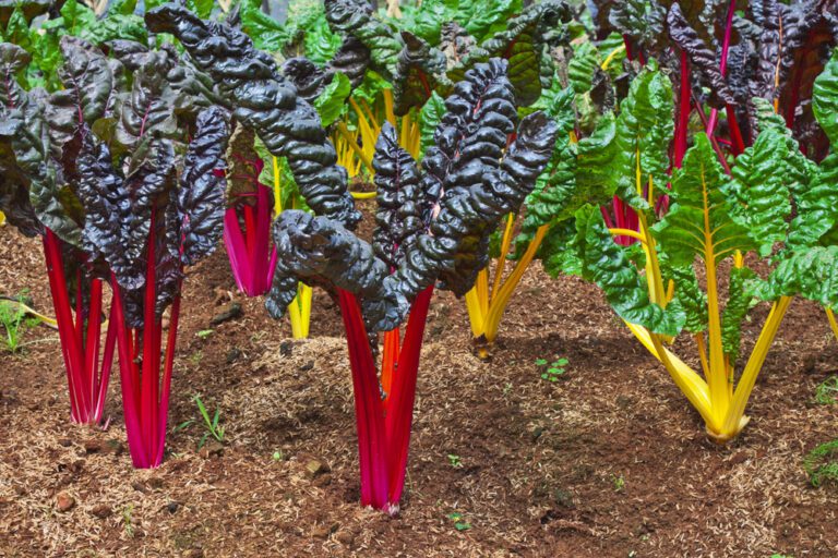 22 Different Types of Green Foods