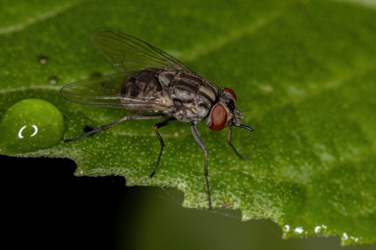 15 Different Types of Gnats